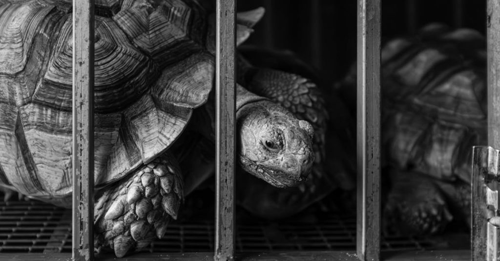 L'Arctique en mutation : Décryptage des effets des changements ...